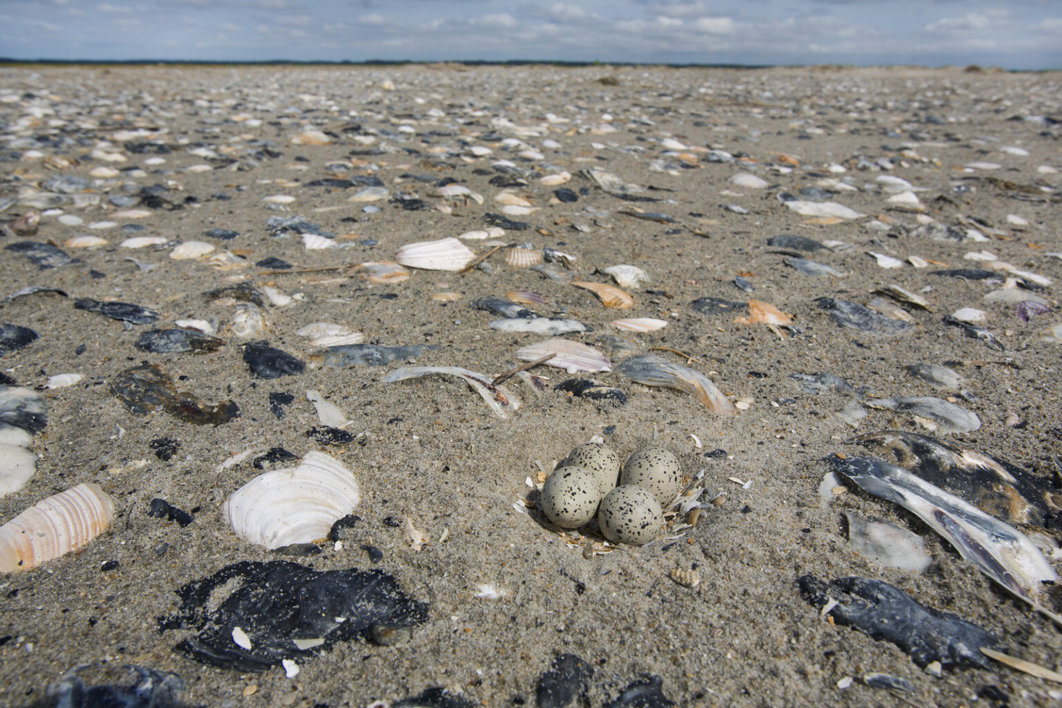 Seeking to Understand the Piping Plover’s Precarious Recent Trends ...