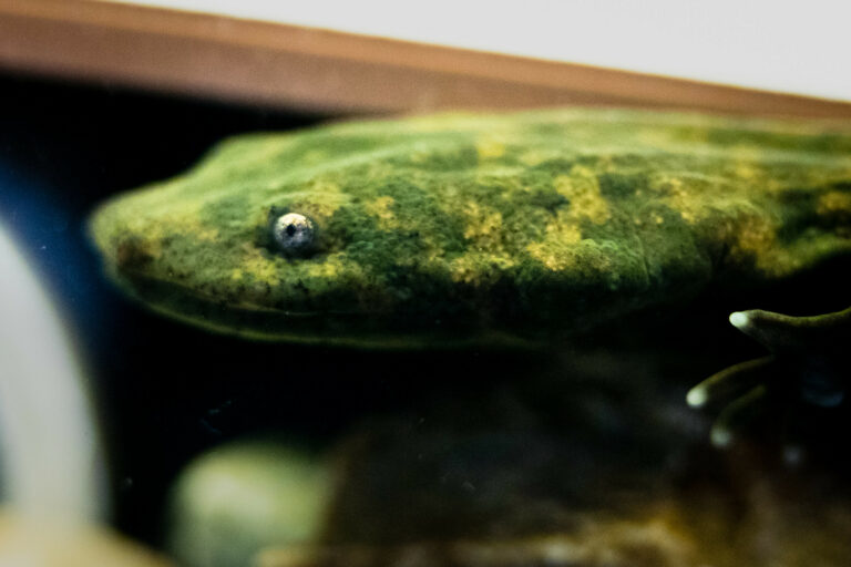Eastern Hellbender | Virginia DWR