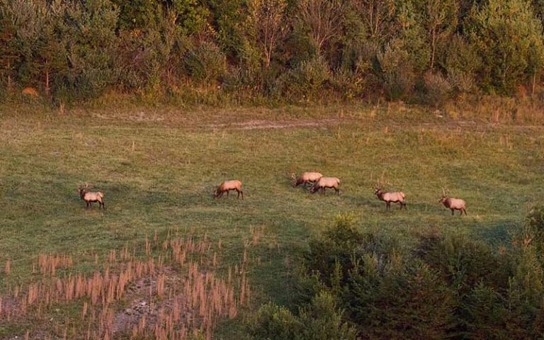A Growing Elk Herd in Virginia | Virginia DWR