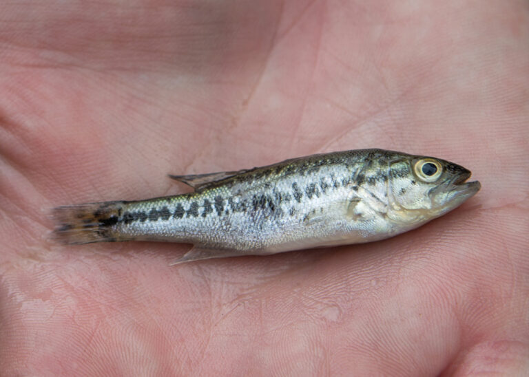 DWR’s F1 Largemouth Bass Stocking Program FAQ | Virginia DWR