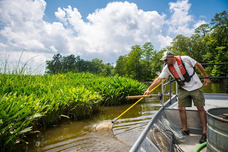 DWR’s F1 Largemouth Bass Stocking Program FAQ | Virginia DWR