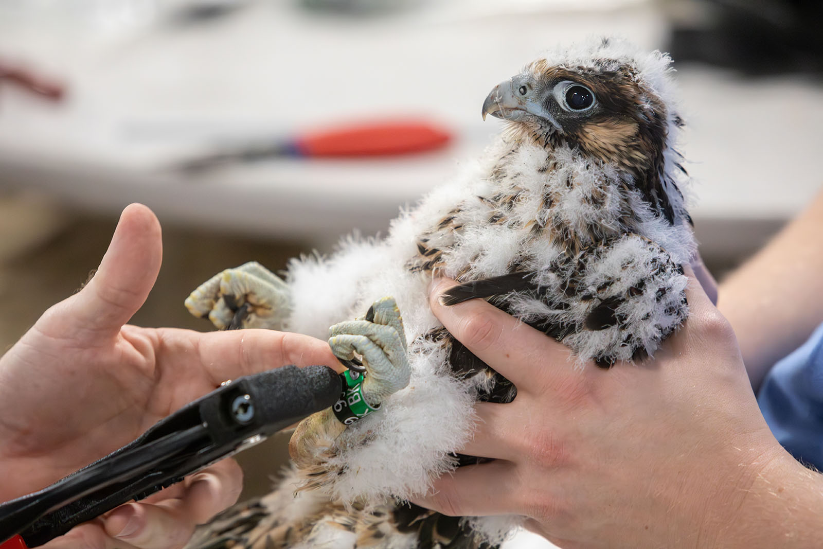 2025 Peregrine Falcon Banding Raffle | Virginia DWR
