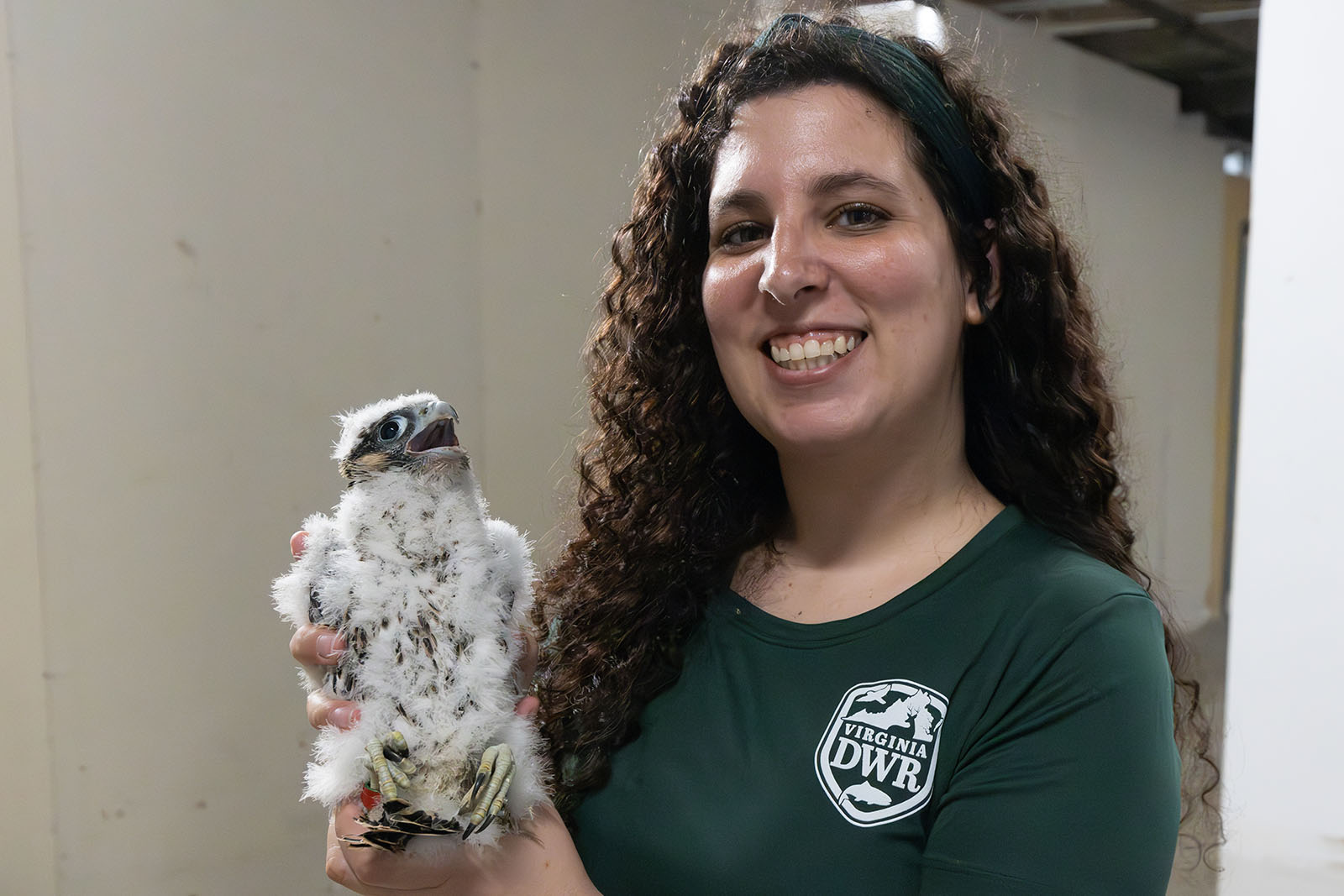 2025 Peregrine Falcon Banding Raffle | Virginia DWR