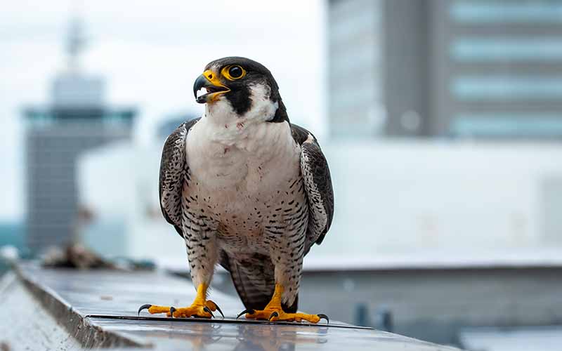 2025 Peregrine Falcon Banding Raffle | Virginia DWR