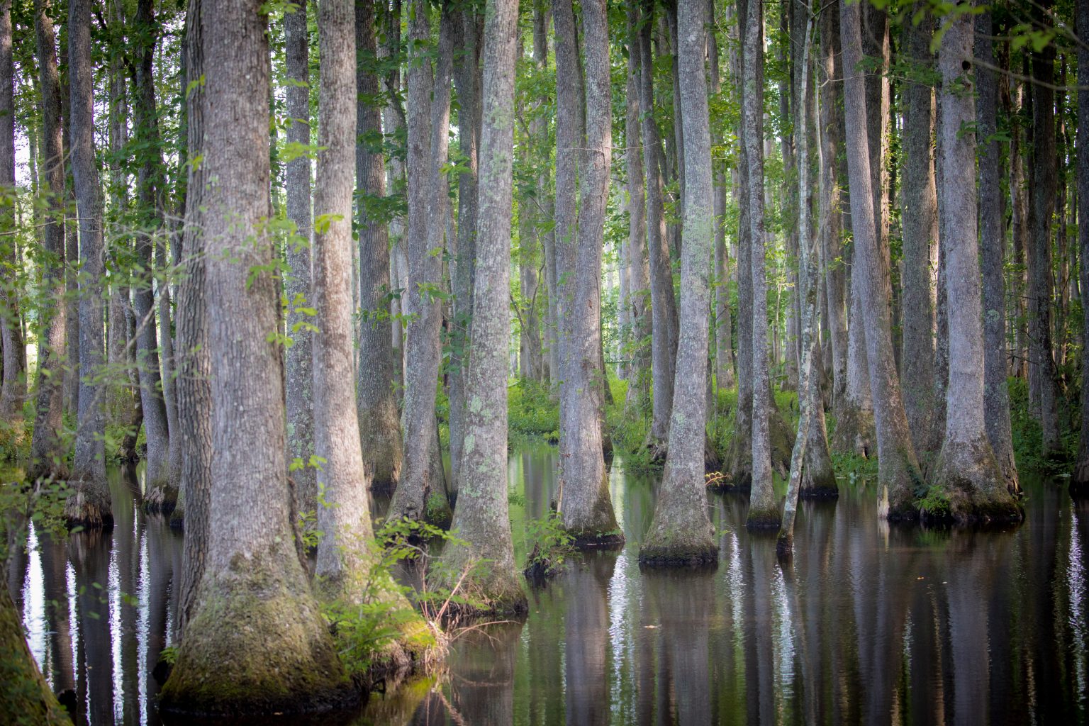 Flippo-Gentry | Virginia DWR