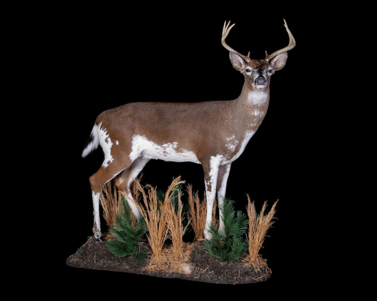 A Deer of a Different Color | Virginia DWR