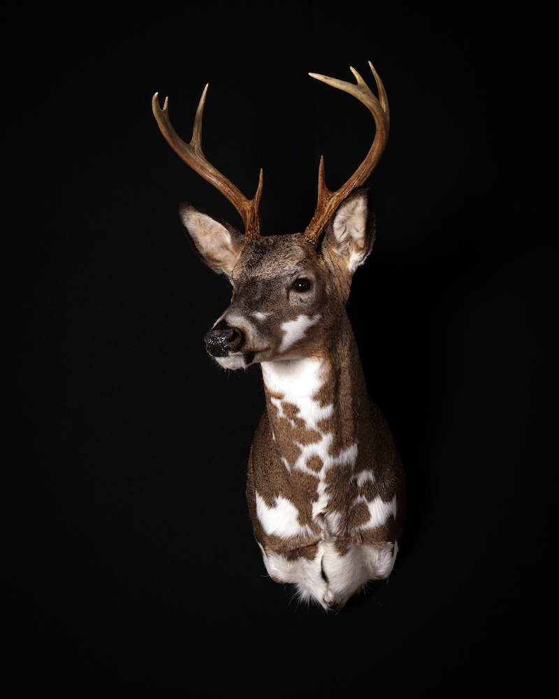 A Deer of a Different Color | Virginia DWR