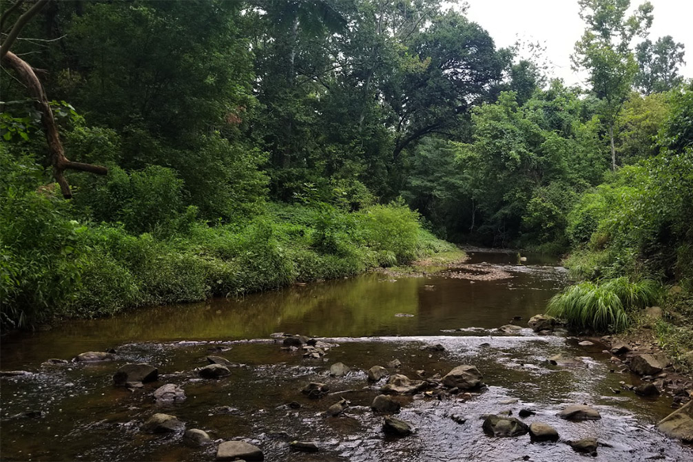 Mountain Redbelly Dace | Virginia DWR