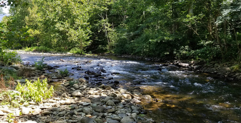 Rainbow Trout | Virginia DWR