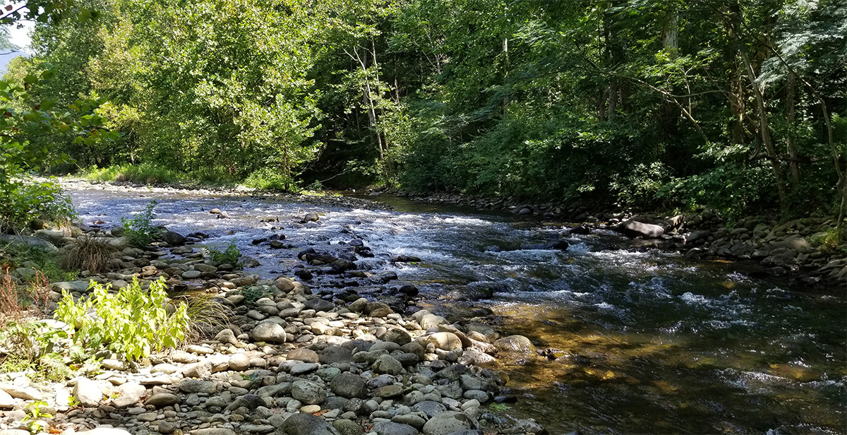Rainbow Trout | Virginia DWR