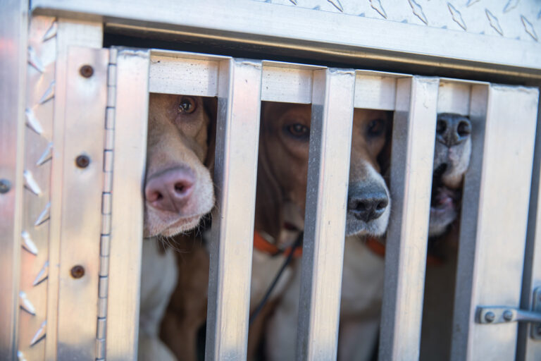 Hunting with Hounds: Best Practices for Hunters and Landowners ...