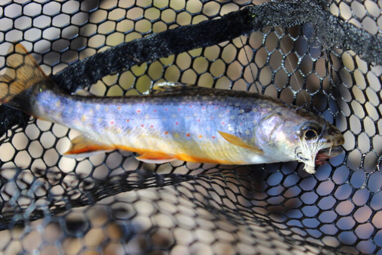 Fishing Virginia’s Wild Brook Trout | Virginia DWR
