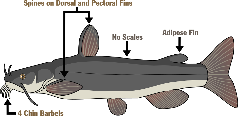 Flathead Catfish | Virginia DWR