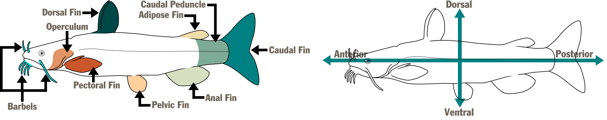 Flathead Catfish | Virginia DWR