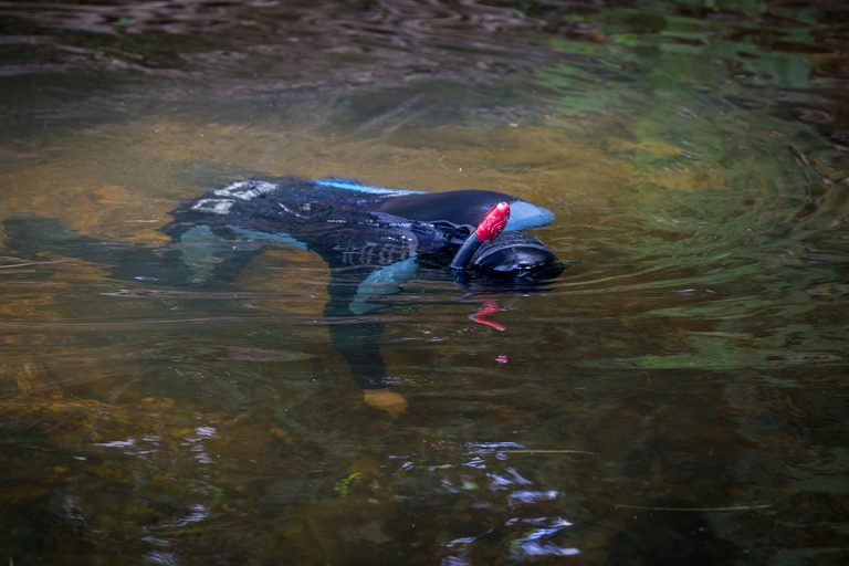Historic Release of James Spinymussel into James River | Virginia DWR