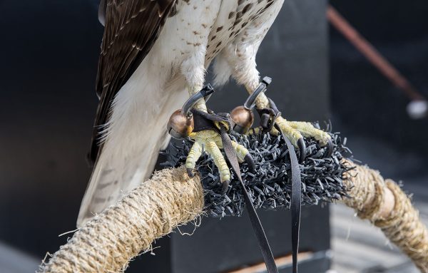 Falconry Gives a Front Row View of Nature at Work | Virginia DWR