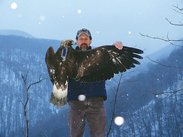 Discovering Virginia’s Golden Eagles | Virginia DWR