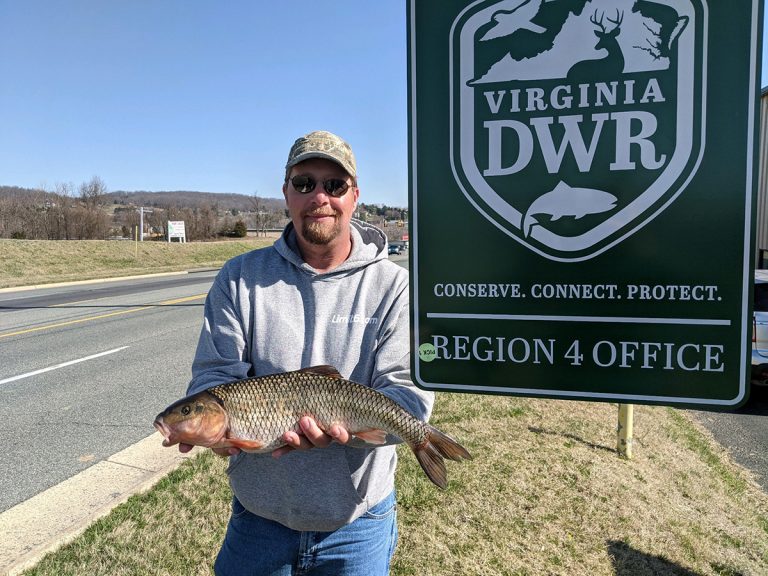 Record Fallfish for Virginia Angler - The Fishing Wire