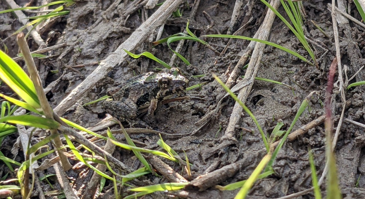 Frog Friday: Climate Change | Virginia DWR