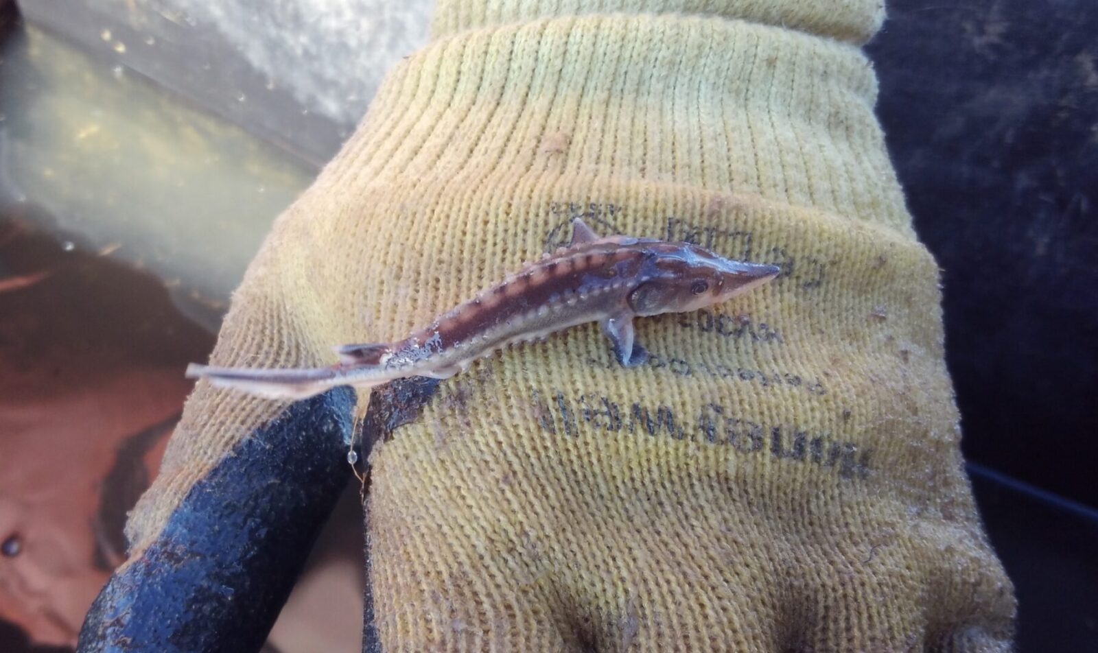 Atlantic Sturgeon | Virginia DWR