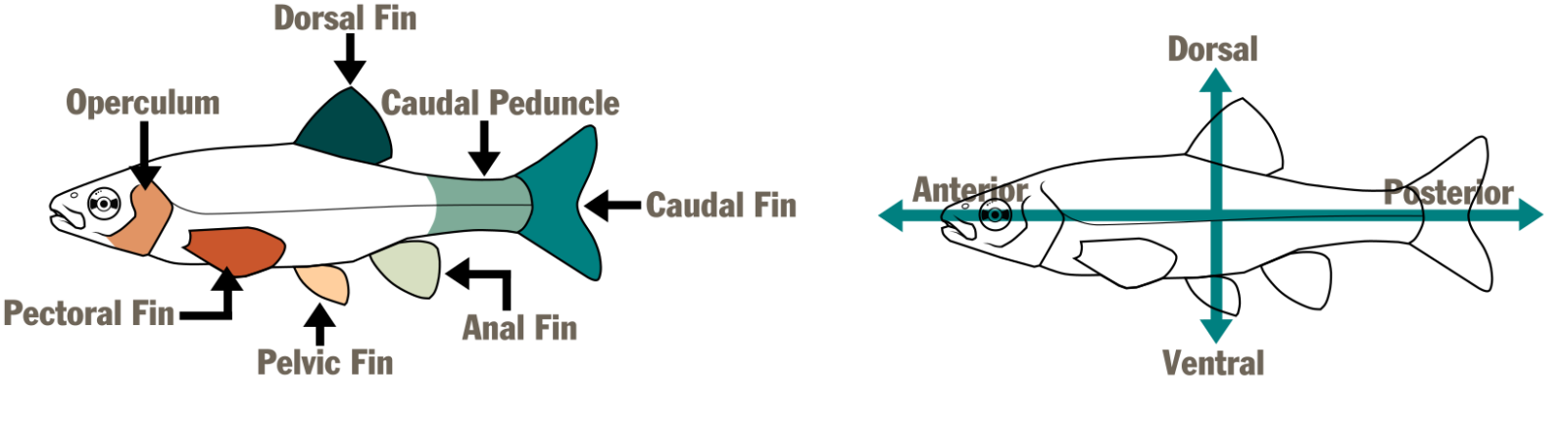 Blackside Dace | Virginia DWR