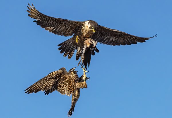 Keeping Up With The Peregrines | Virginia DWR