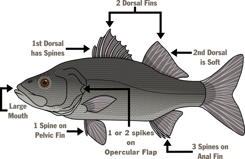 Striped Bass | Virginia DWR