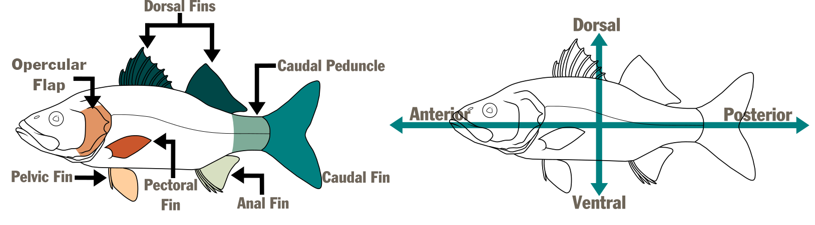 Striped Bass | Virginia DWR