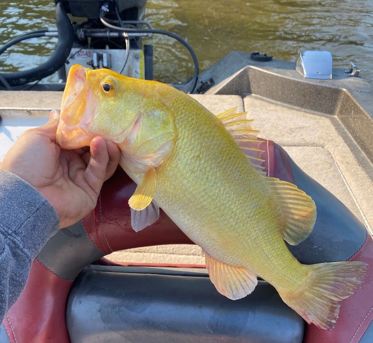 Angler Catches Unique Golden Largemouth Bass | Virginia DWR