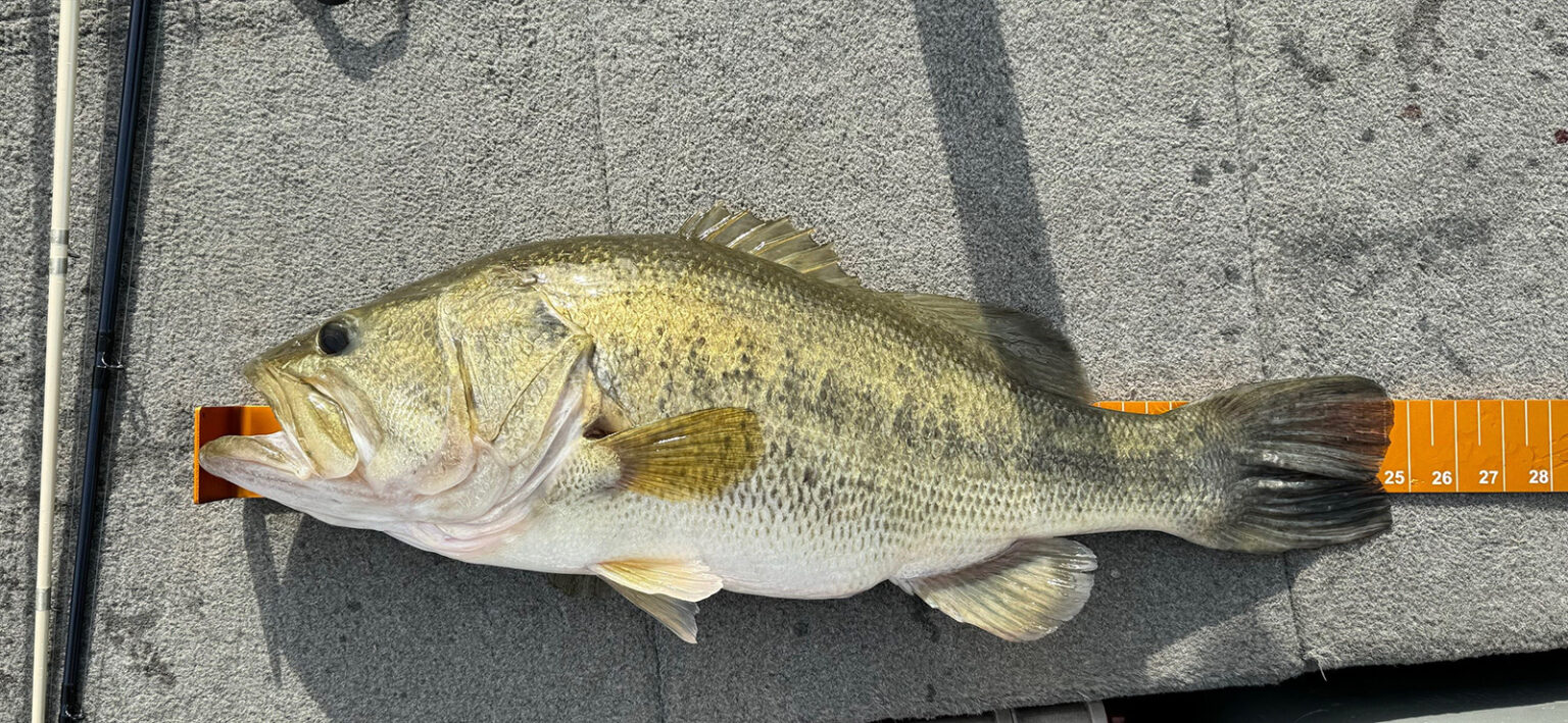 Top Virginia Waters for Trophy Largemouth Bass in 2024 | Virginia DWR