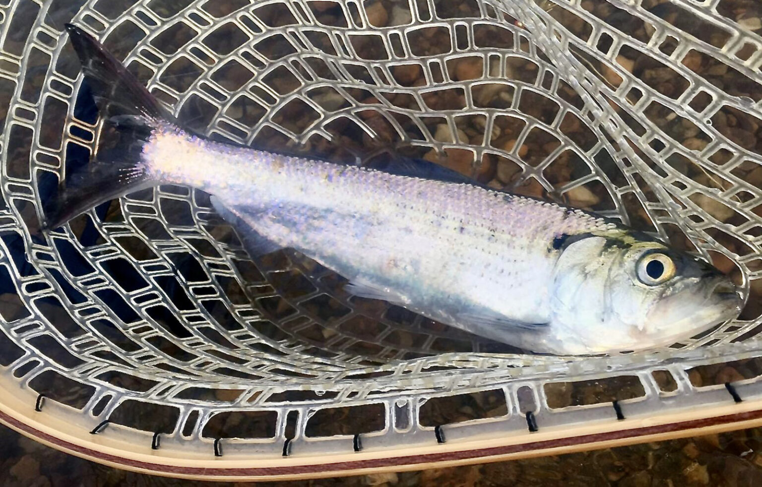 Demolishing Dams Benefits Anglers - EIN Presswire