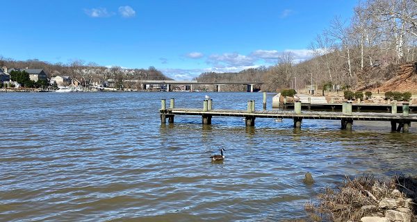 The Occoquan River Shad Run: Who Knew? | Virginia DWR