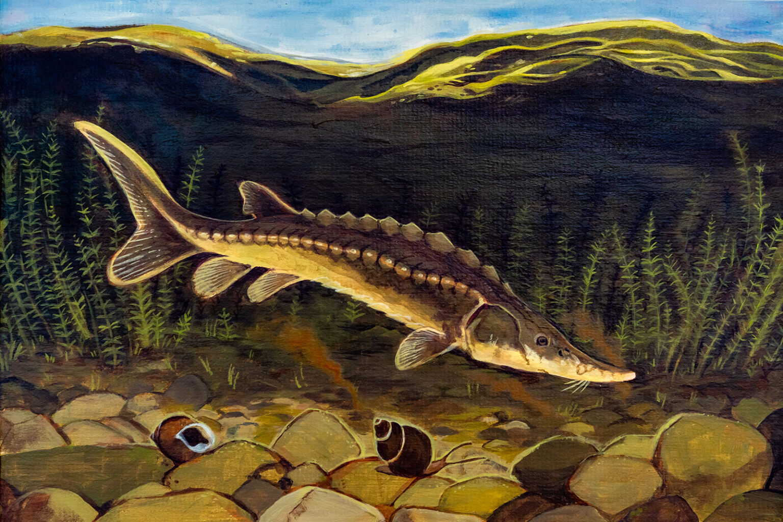 2025 Restore the Wild Artwork Competition’s Atlantic Sturgeon Winners ...