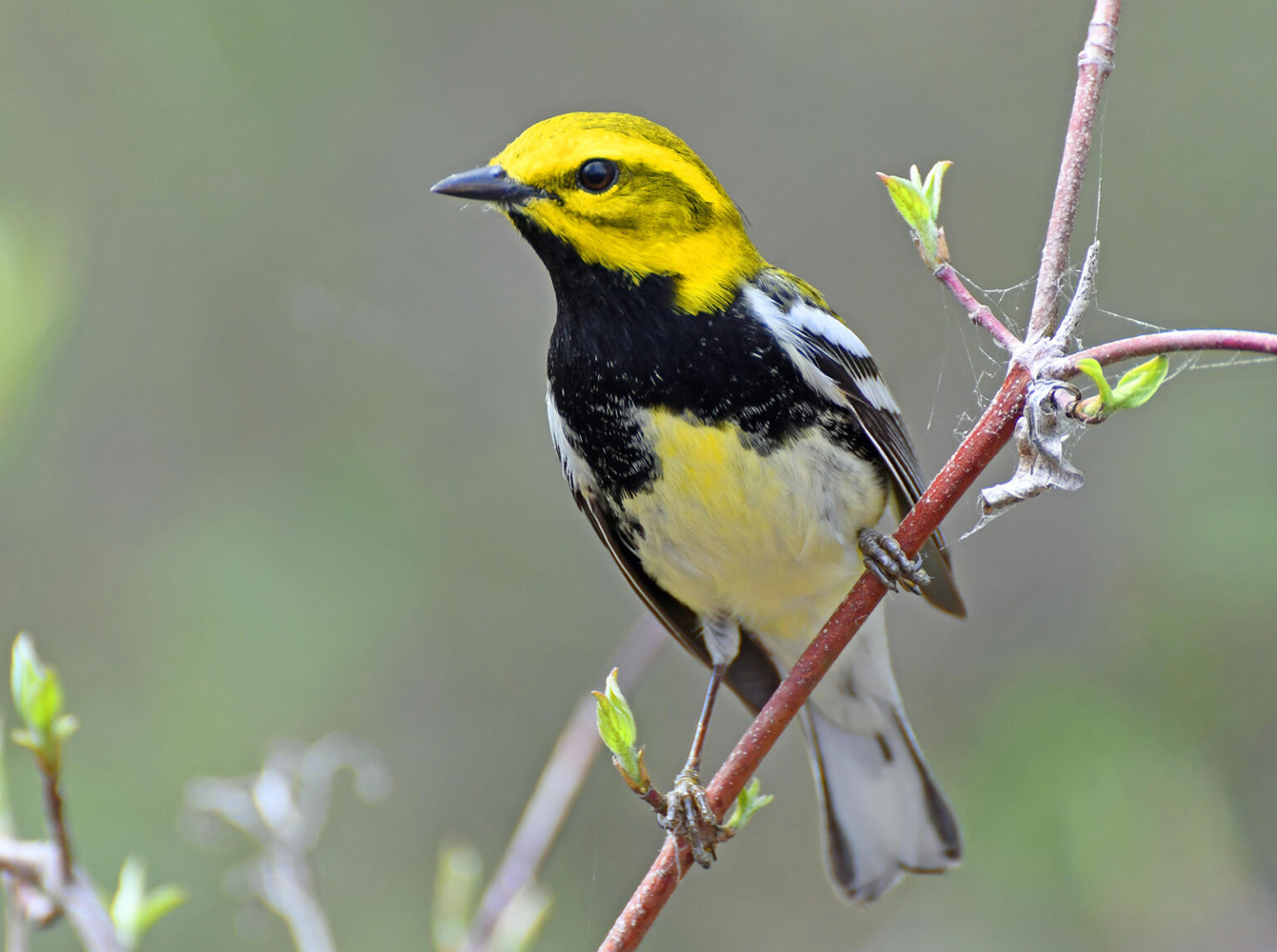 Make a Plan for the Virginia Birding Classic! | Virginia DWR