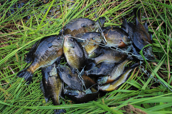 Kid Fishing or Fish Fry? Bream are Great for Both | Virginia DWR