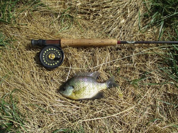 Bluegills Three Ways | Virginia DWR