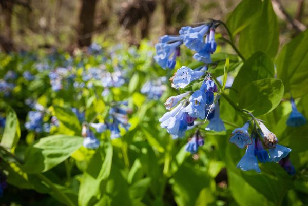 Chase Spring Wildflowers at Clinch Mountain WMA | Virginia DWR