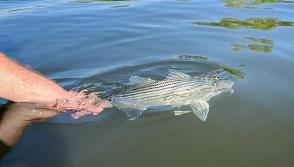Catch and Release Best Practices to Conserve Striped Bass | Virginia DWR