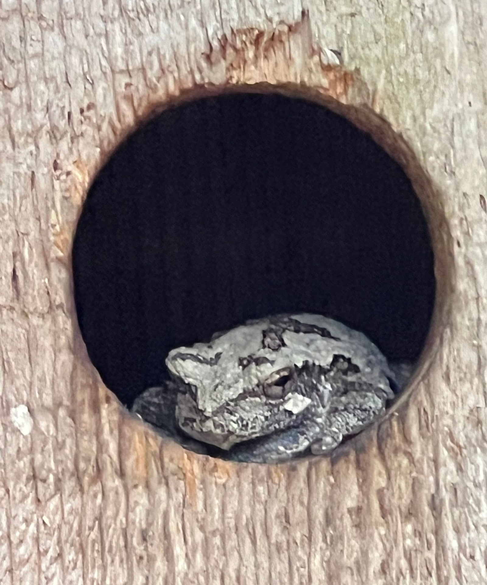 What is Habitat? Shelter Can Protect Wildlife | Virginia DWR