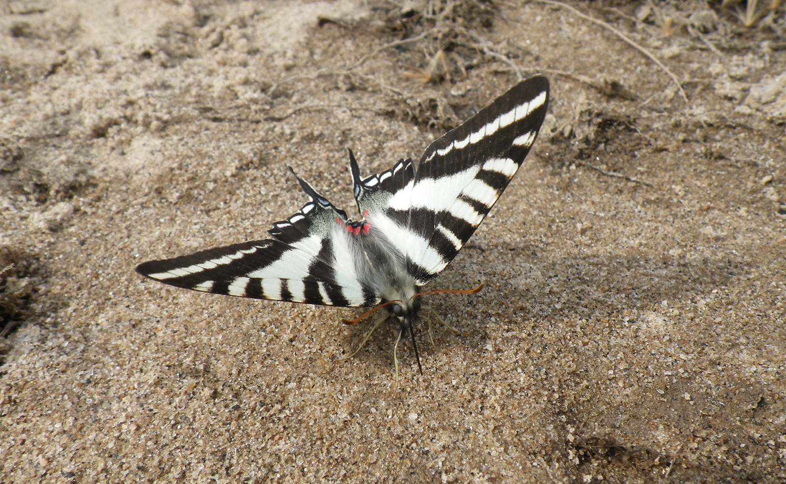Sustaining Butterflies with Habitats at Home | Virginia DWR
