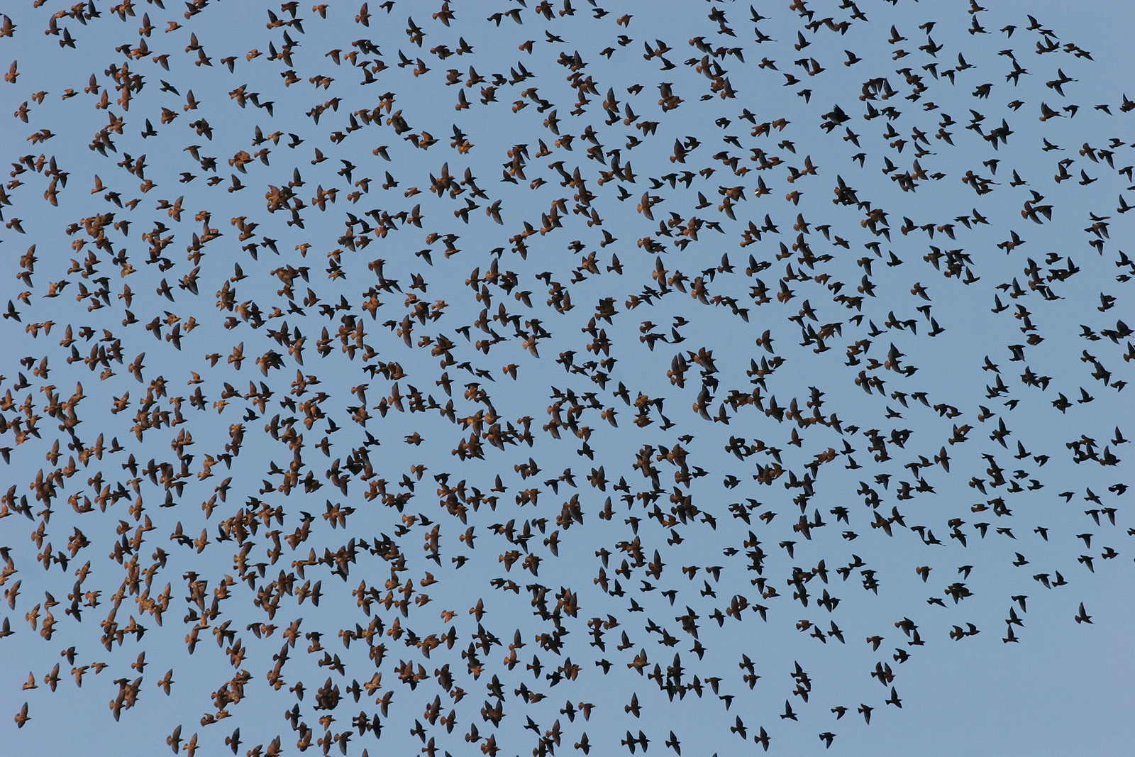 Grow Fall Fruits to Fuel Migrating Birds - EIN Presswire