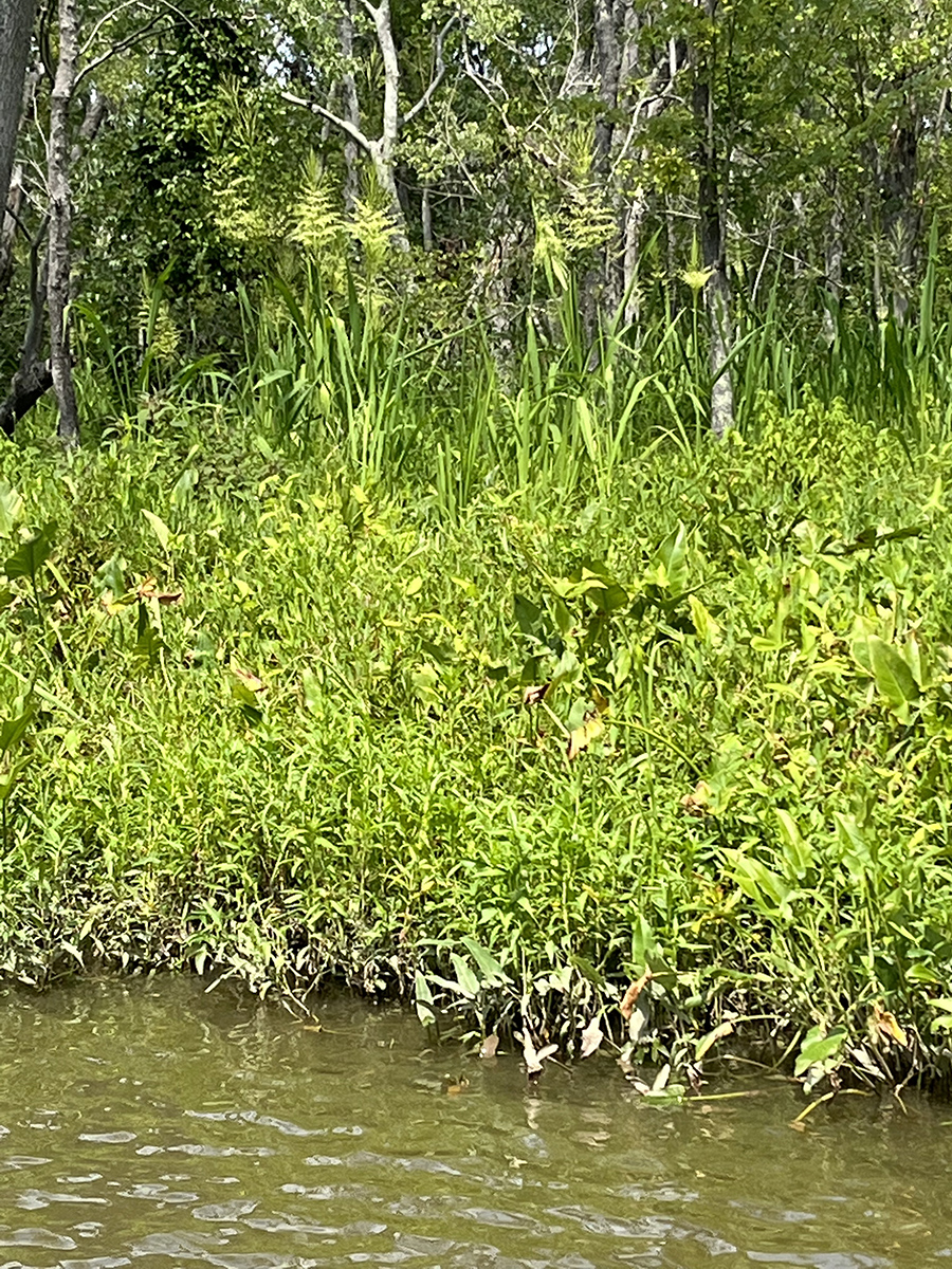 History and Wildlife Abound When Exploring the Wild from White Bank ...
