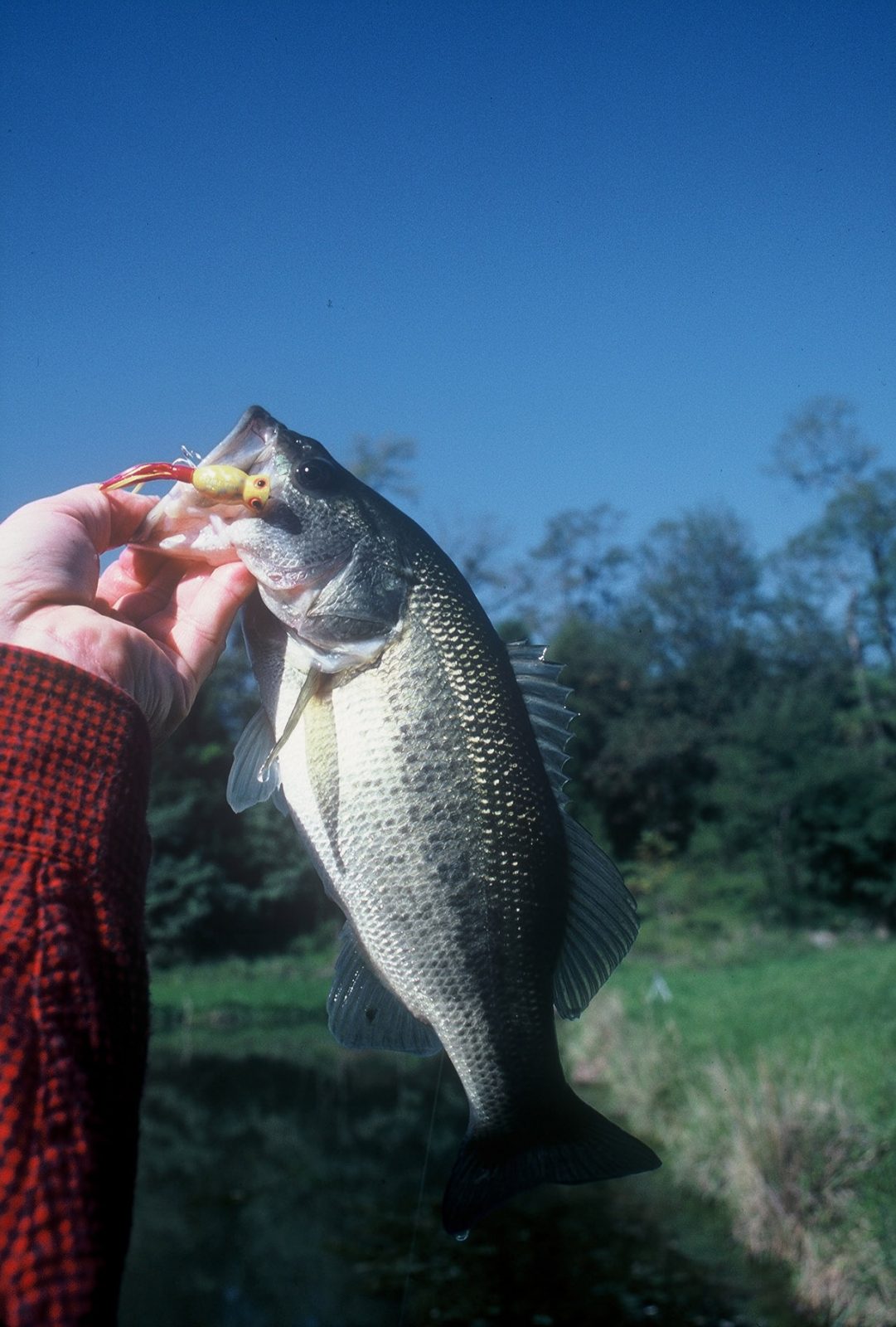 Use the Tide When Chasing Virginia’s Tidal River Largemouth Bass ...