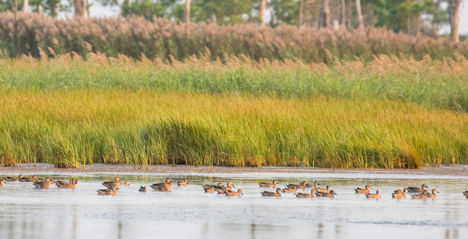 Explore the Tidal Marsh Wild at Saxis WMA | Virginia DWR