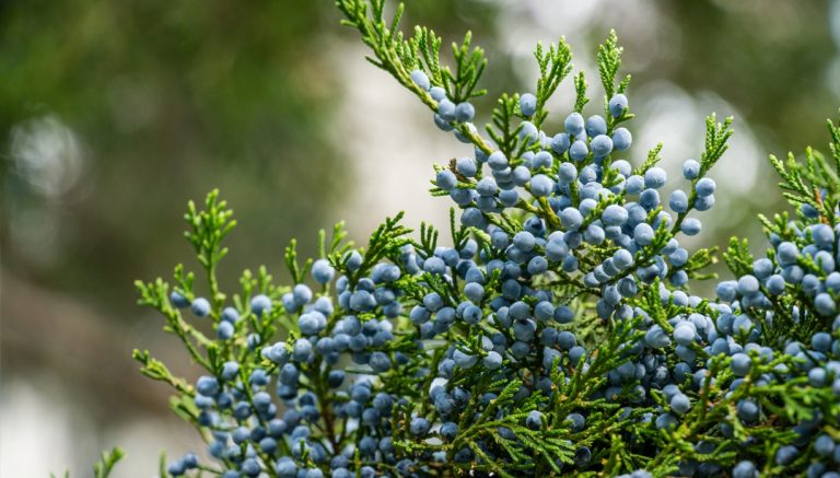 Storing Up for Winter with Forageables | Virginia DWR