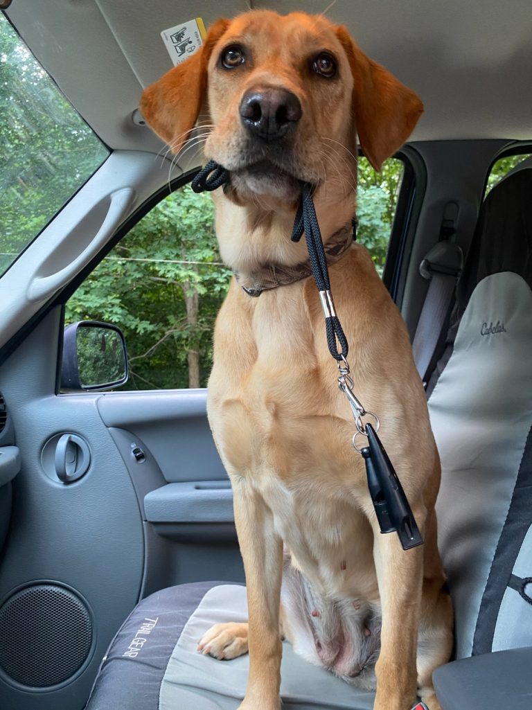 Vehicle Essentials for Exploring the Wild with Your Family Dog ...