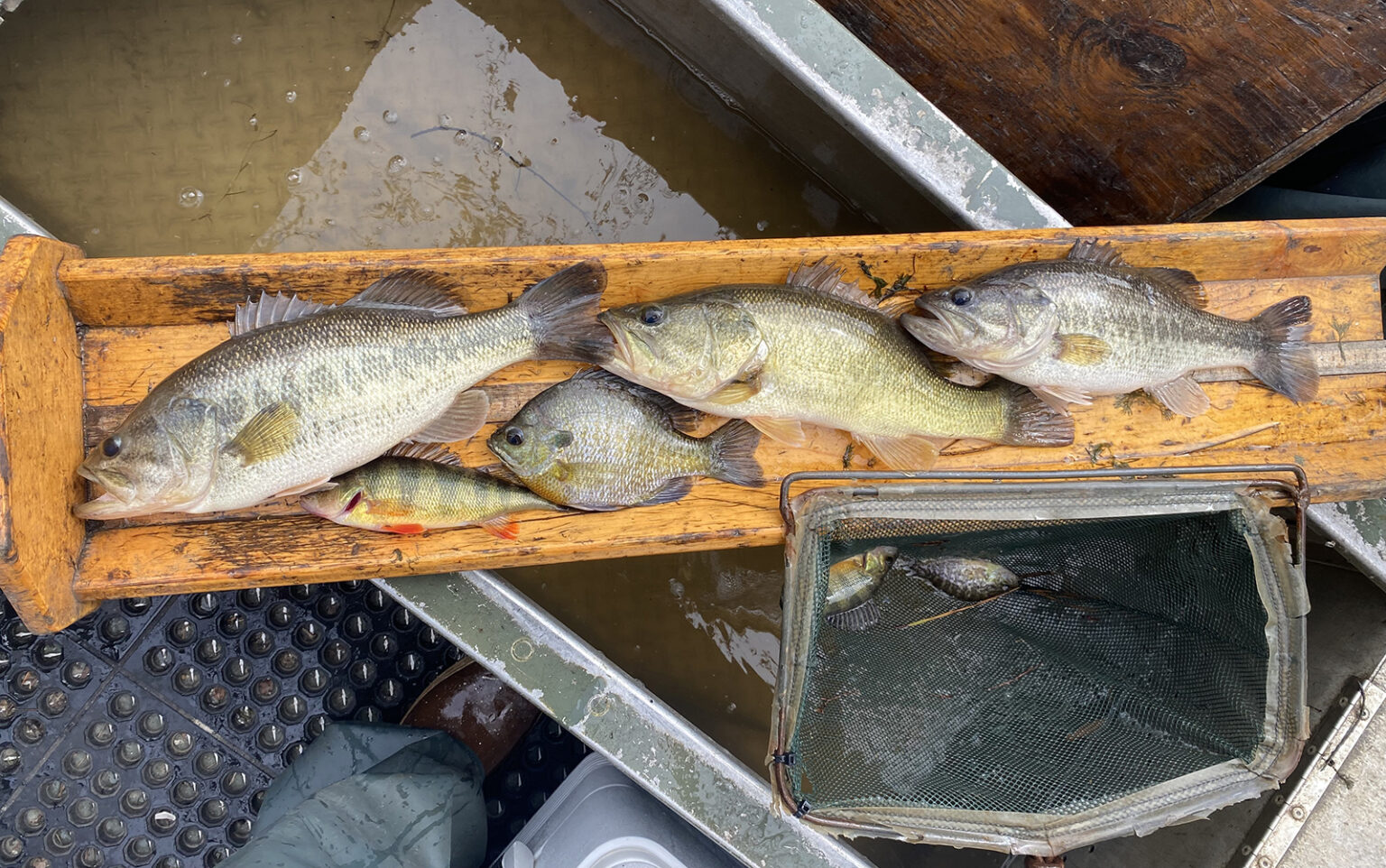 Explore Back Bay’s Rebound from Mill Landing | Virginia DWR