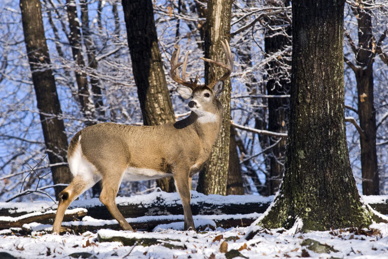 Deer Hunting Virginia’s Late Season | Virginia DWR