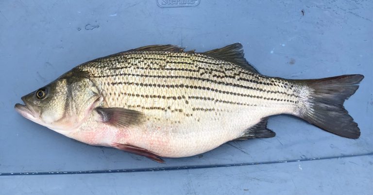 Hybrid Striped Bass | Virginia DWR