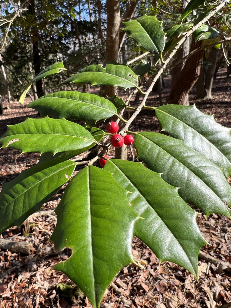 There Are Some Who Call Me Twig: IDing Trees in Winter | Virginia DWR